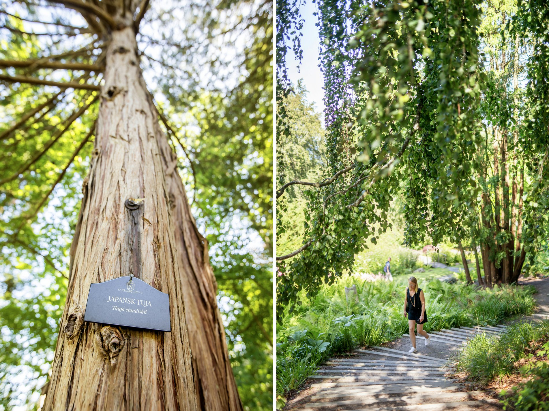 Norrviken – en trädgård mellan skog och hav - Turist